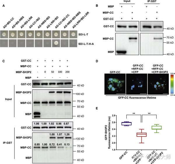 MOL PLANT|福建农林大学研究团队揭示SH3P2 可与Pib和AvrPib 相互作用，抑制水稻中效应子触发的 Pib介导的免疫力 - 知乎