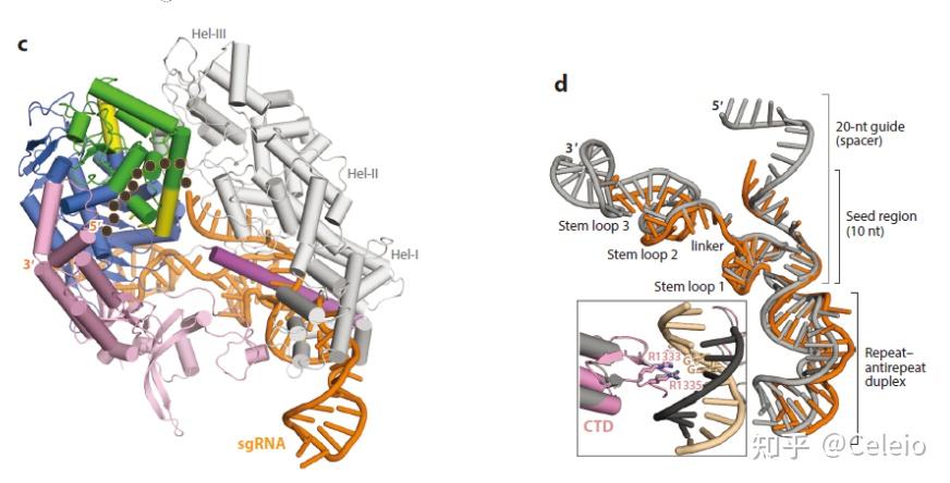 CRISPR-Cas9蛋白的结构与作用机制 - 知乎