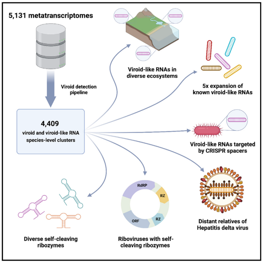 Cell｜利用宏转录组发现大量类病毒环状RNA - 知乎