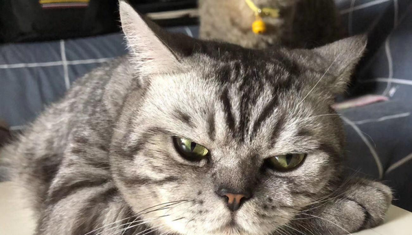 猫咪是否发情，以下几招教你判断 知乎