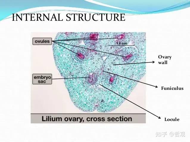 【植物学笔记】花 - 知乎