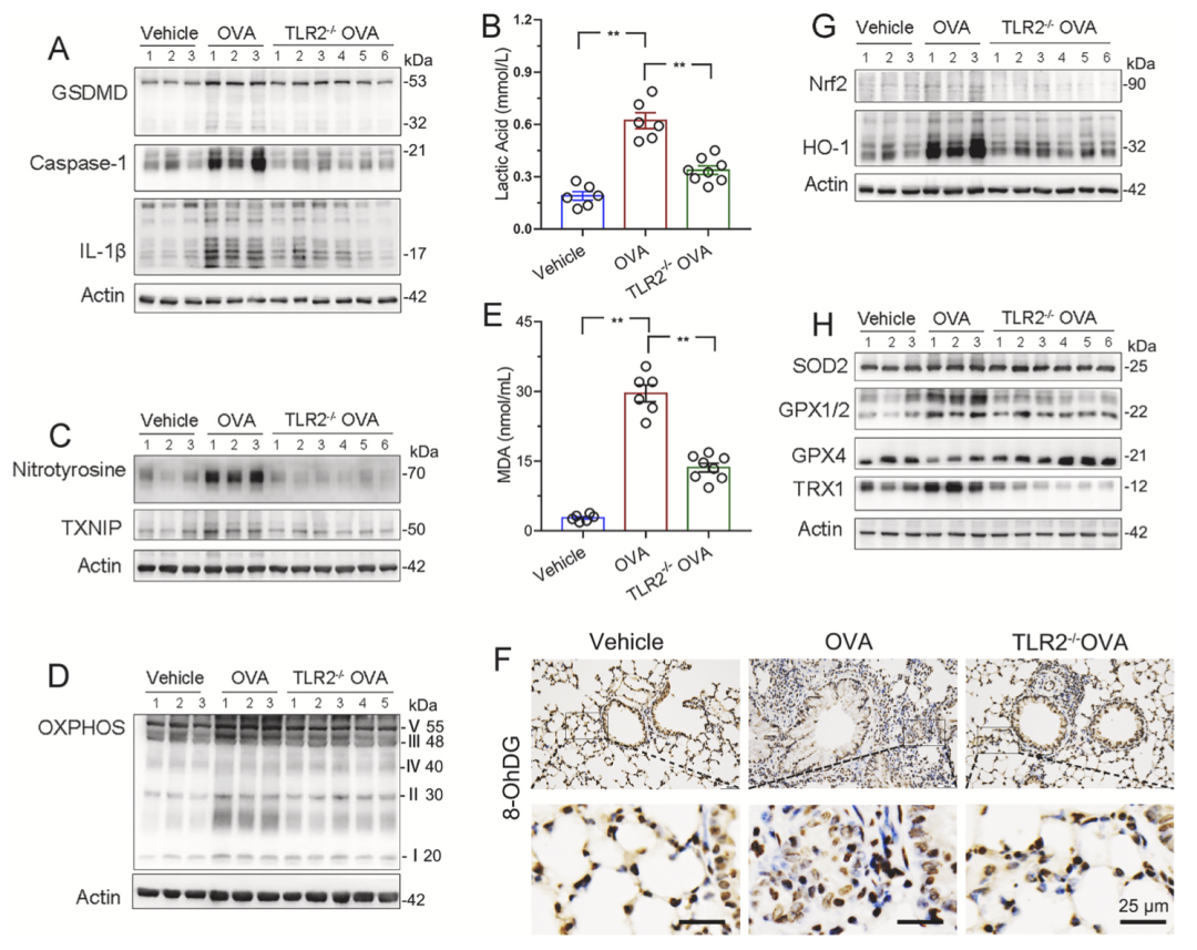 自由基生物学和医学丨中科院一区丨TLR2-hif1α 介导的糖酵解导致过敏性气道炎症中的细胞焦亡和氧化应激 - 知乎