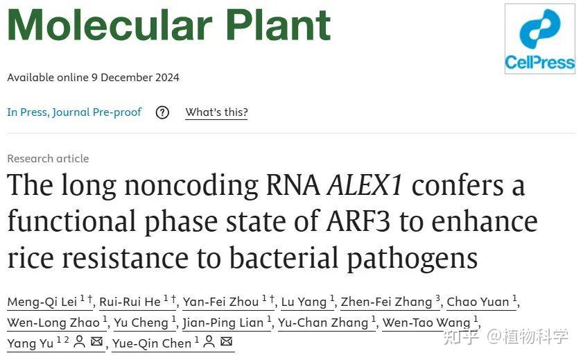 中山大学陈月琴和广东省农科院于洋合作解析lncRNA ALEX1介导蛋白质相变调节水稻抗病性的新机制 - 知乎