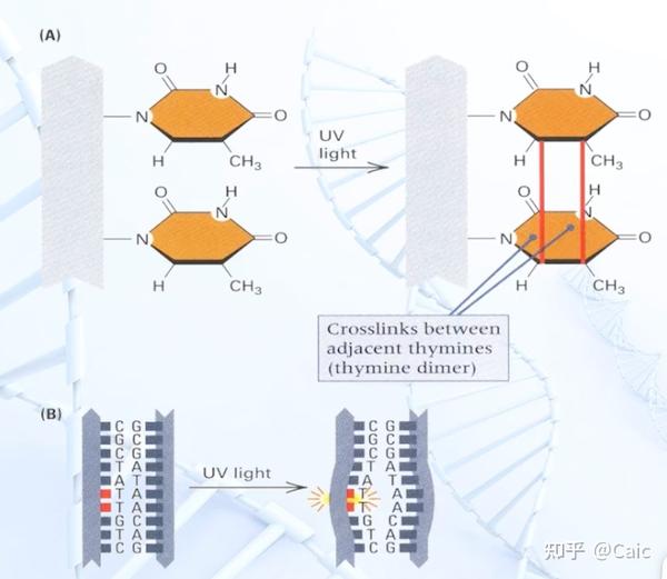 遗传学_5 基因突变的概念与意义 - 知乎