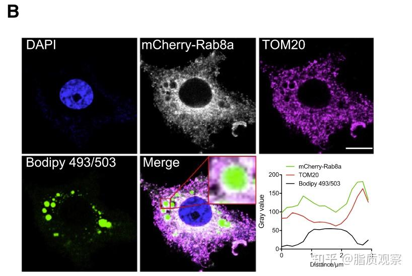 AMPK通过调节Rab8a-Plin5互作促进脂滴线粒体互作 - 知乎