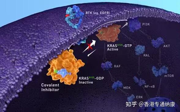 DS-8201德喜曲妥珠单抗HER2基因非小细胞肺癌NSCLC - 知乎