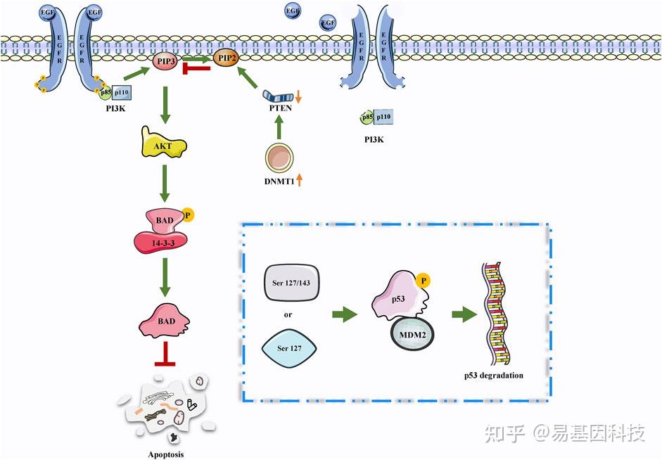 易基因｜不同DNA甲基转移酶（DNMT）在癌症发病机制中的作用： 深度综述 - 知乎