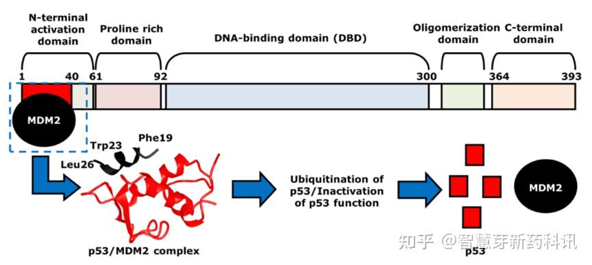P53-MDM2/MDMX药物研发能否穿越迷雾迎来曙光？ - 知乎