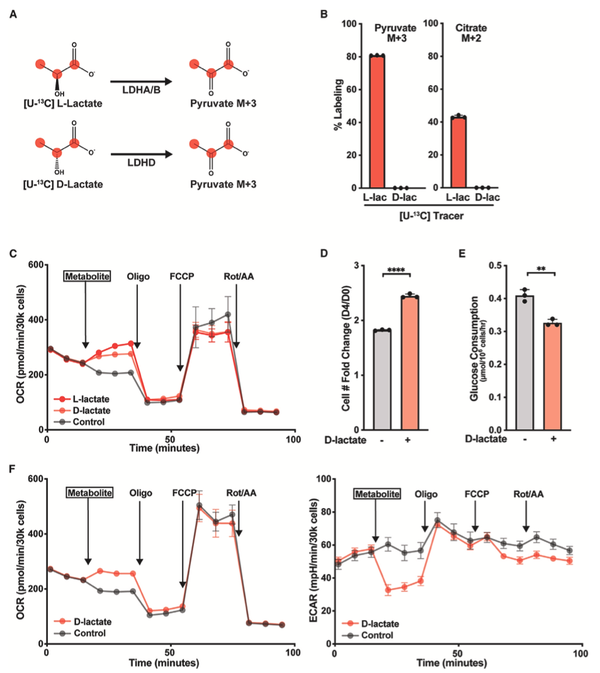 Molecular Cell丨乳酸可激活线粒体电子传递链，而不受新陈代谢的影响 - 知乎