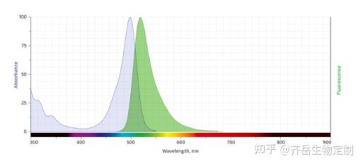 AFDye 488 DBCO绿色荧光探针 - 知乎