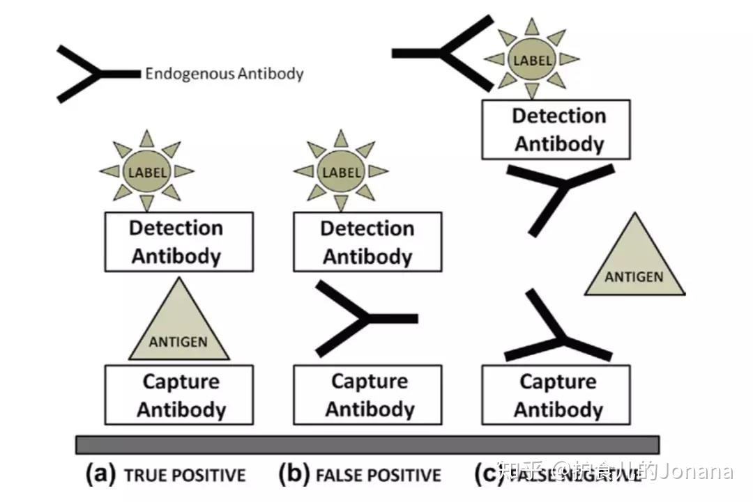 抗体的HAMA效应，是怎么一回事？ - 知乎