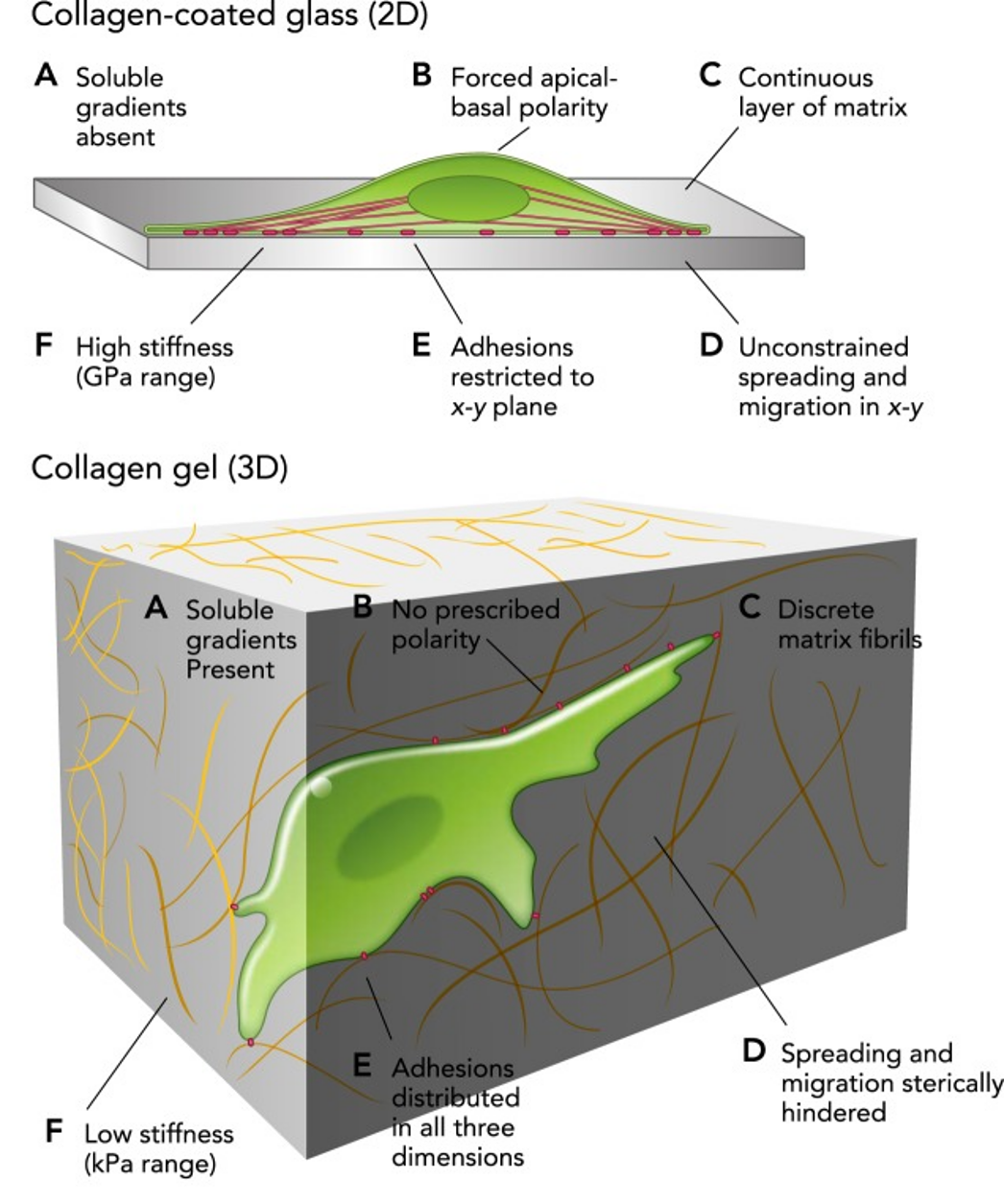 3D细胞模型与培养方法概述—兼谈部分技术难点 - 知乎