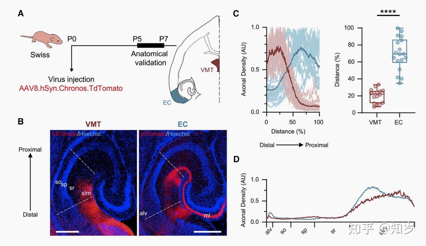 Neuron|出生后早期海马CA1回路的外部控制 - 知乎