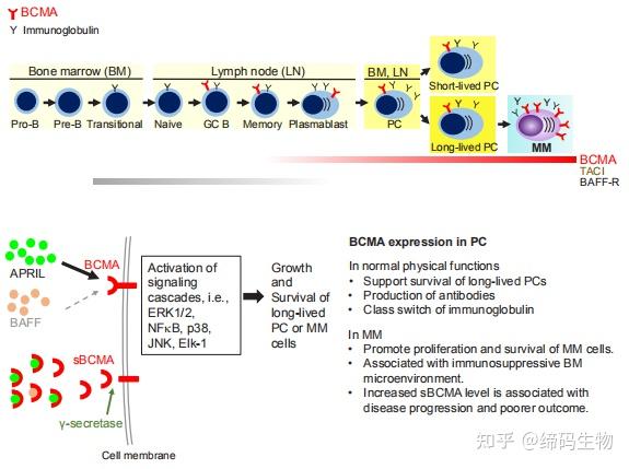 肿瘤免疫靶点｜BCMA（1） - 知乎