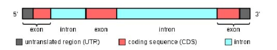 生物信息学基础常识之SNP：一文读懂SNP对基因功能影响的作用方式 - 知乎
