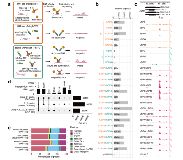 鉴定转录因子结合位点的新技术——DAP-seq - 知乎