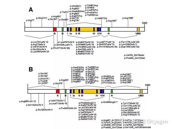 罕见的儿童早衰症—科凯恩氏综合症与ERCC6基因 - 知乎