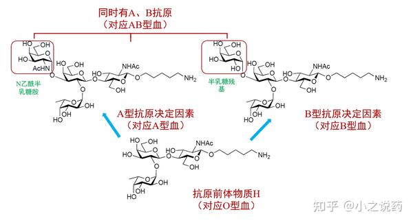 熊猫血、黄金血、恐龙血，人体共38种血型分类系统 - 知乎
