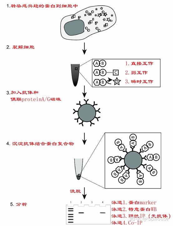 IP COIP ChiP RIP pull-down还在傻傻分不清楚？（理论知识） - 知乎