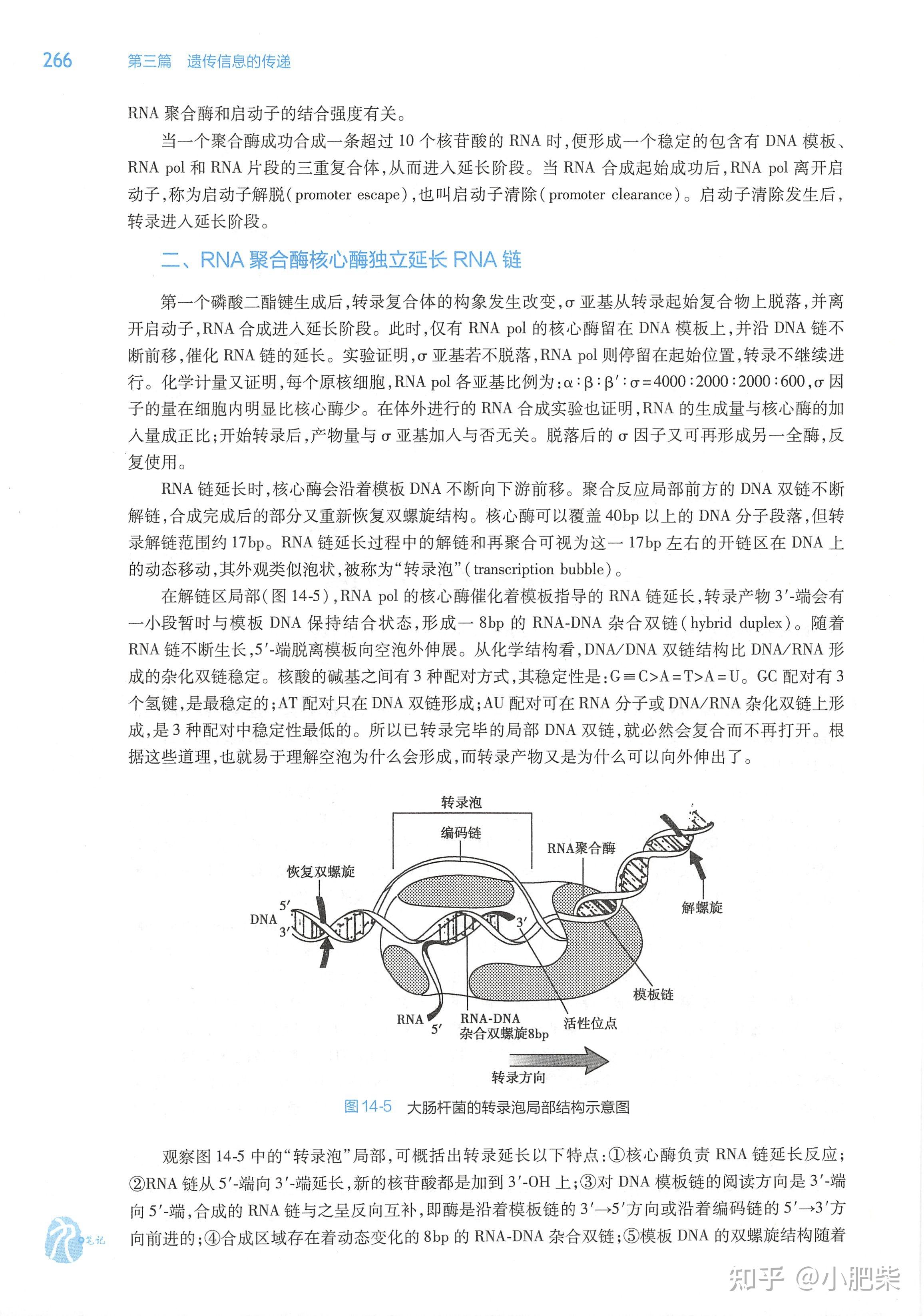 生化课本带读-第十四章 RNA合成（转录） - 知乎