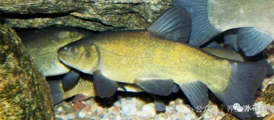 鲤科雅罗鱼亚科7种：丁鱥（丁桂）、赤眼鳟、鳡鱼、鯮鱼、鳤鱼、赤梢鱼、拟赤梢鱼 - 知乎