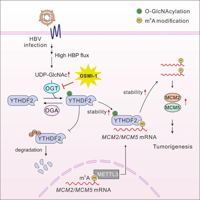 Nature最新研究揭秘HBV感染引起肝癌发生与进展的新机制 - 知乎