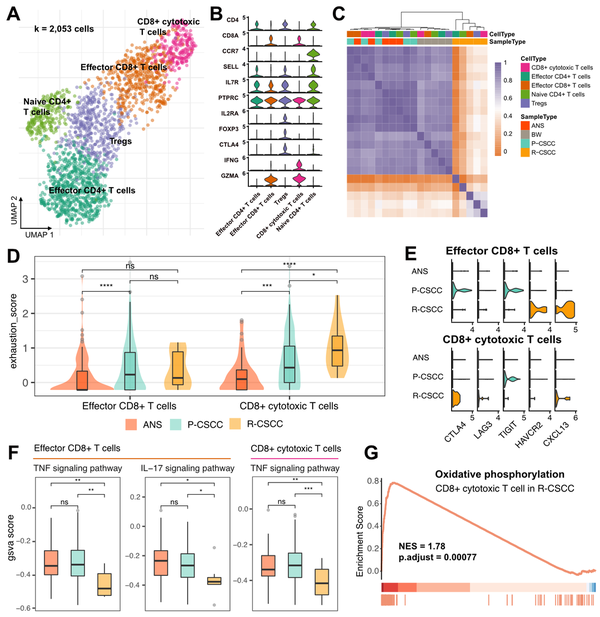 项目文章 | 单细胞测序揭示皮肤鳞状细胞癌复发相关的免疫微环境变化 - 知乎