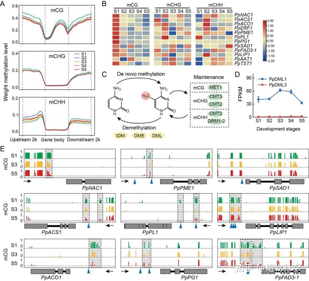 浙江大学果实品质生物学团队揭示转录因子和DNA甲基化协同调控果实成熟的分子机制 - 知乎
