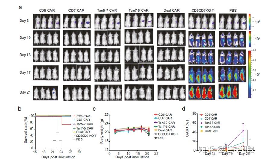 CAR-T疗法新思路：CD5/CD7串联CAR有效减轻肿瘤抗原逃逸 - 知乎