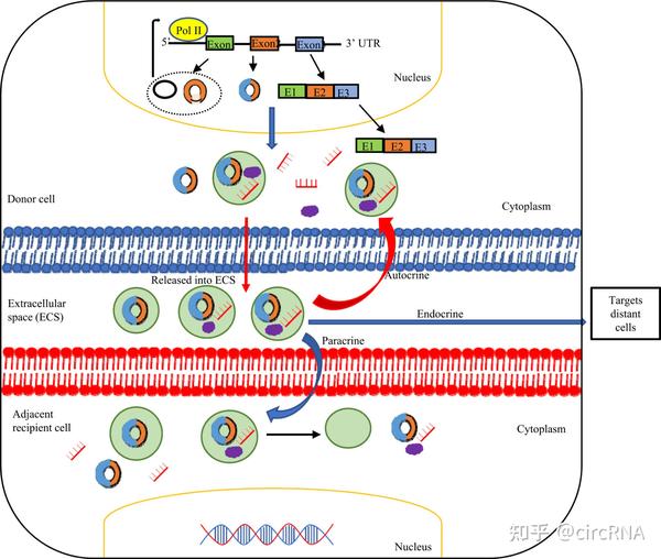 Pharmacol Ther丨杨晓峰教授综述circRNA在心血管和代谢性疾病中的研究进展 - 知乎