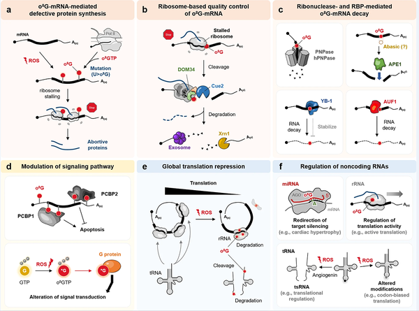 新热点|先“发”制人！RNA O8G修饰正在风口上 - 知乎
