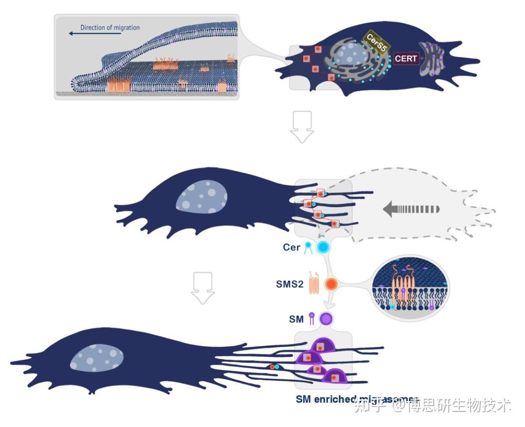 Nat Cell Biol | 俞立团队揭示SMS2斑点在迁移体生成中的关键作用 - 知乎