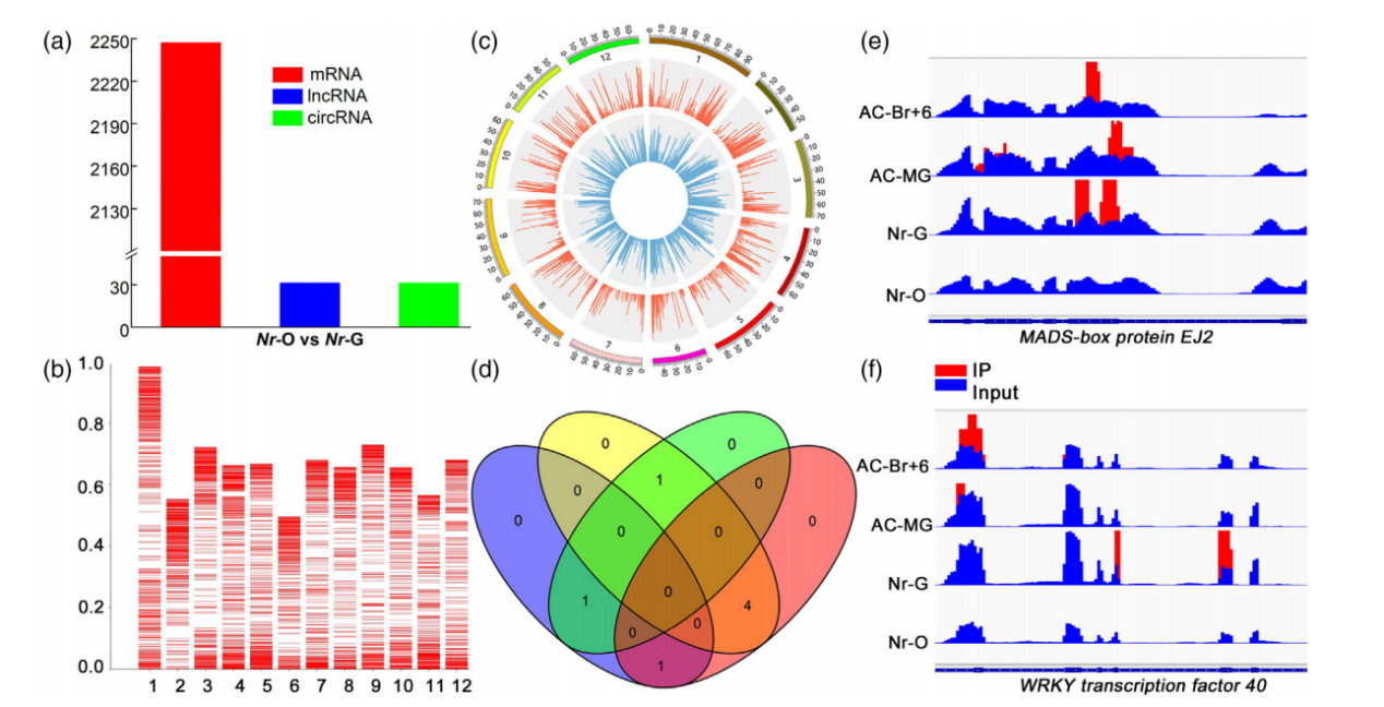客户文章|1区，m5C RNA甲基化测序&5mC DNA甲基化测序助力番茄果实成熟机制研究 - 知乎