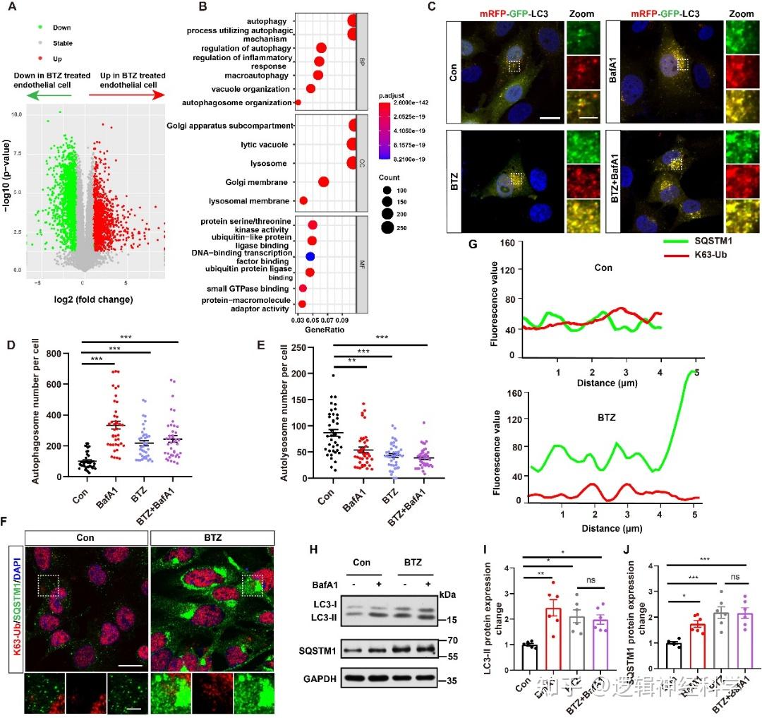 Autophagy︱南京医科大学卢应梅/韩峰团队合作揭示化疗相关认知功能障碍新机制 - 知乎