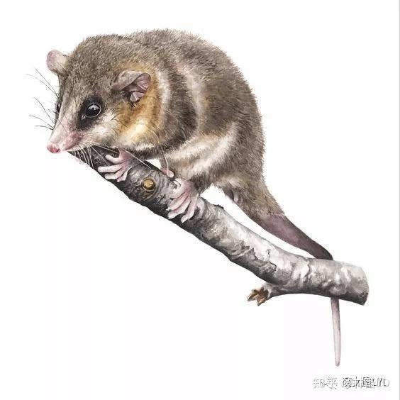咪咪小的南猊——微兽目下的唯一物种，你听说过吗？ - 知乎