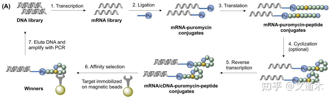 展示技术之mRNA Display（1） - 知乎
