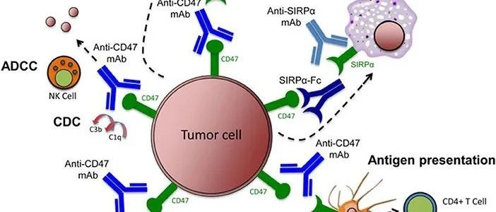 靶向CD47/SIRPα的抗肿瘤治疗研究进展 - 知乎