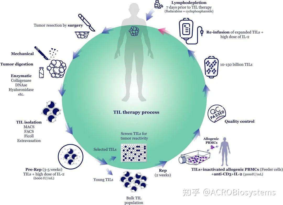 抗肿瘤“黑科技”——TIL细胞疗法 - 知乎