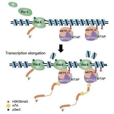 何川等2篇Nature揭示mRNA m6A修饰详细调控机制 - 知乎