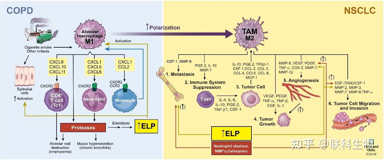 ELISA系列 | 慢阻肺COPD相关因子 - 知乎