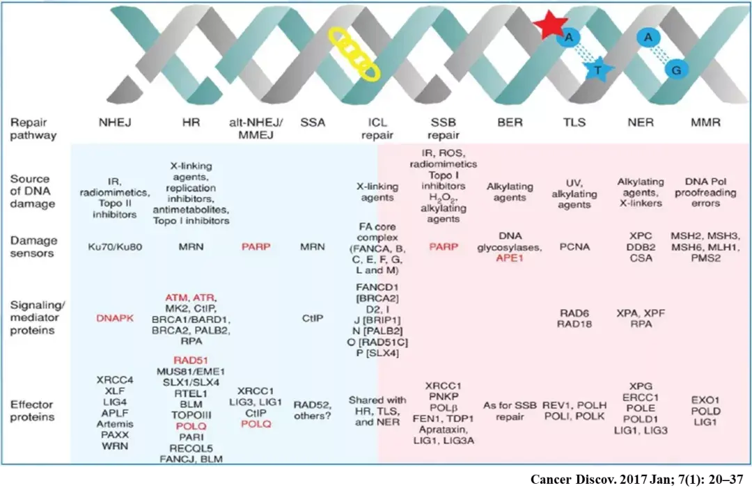 与肿瘤相关的那些明星基因：前列腺癌之HRR - 知乎