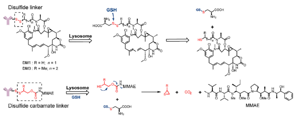 13-曜享干货 | 连接子（Linker）——mAb到ADC之路的关键 - 知乎