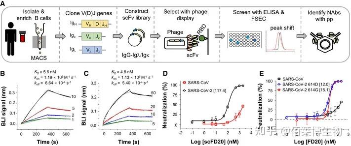 Avi-Tag+BLI 珠联璧合：重组表达生物素化蛋白用于生物分子互作实验 - 知乎