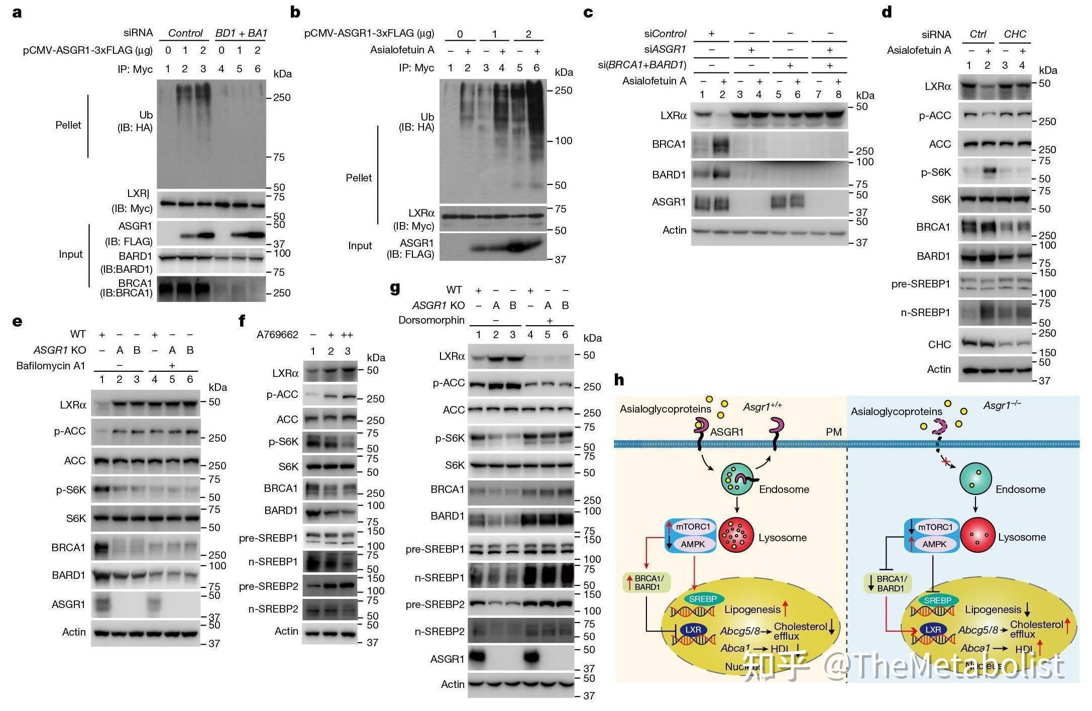 代谢学人--Nature: 驱逐胆固醇，Asgr1有奇效！ - 知乎