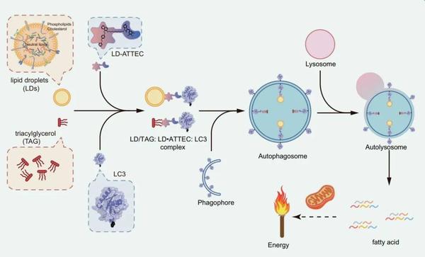 Cell 重磅丨不依赖泛素蛋白酶降解途径的新型 PROTAC - MCE - 知乎