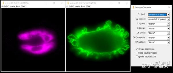 老司机带你使用ImageJ高效分析图片 - 知乎