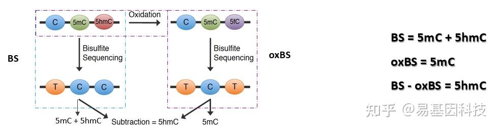 易基因｜一文读懂精准简化基因组甲基化测序(RRBS+oxRRBS)分析怎么做 - 知乎