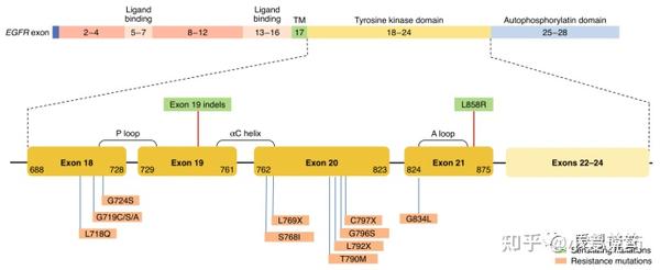 《爱求索》之靶点探索篇——靶向治疗中EGFR靶点分析和研究进展 - 知乎