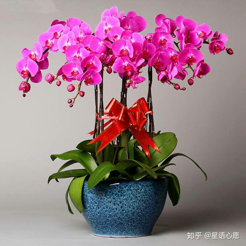 每天认识一种花 知乎