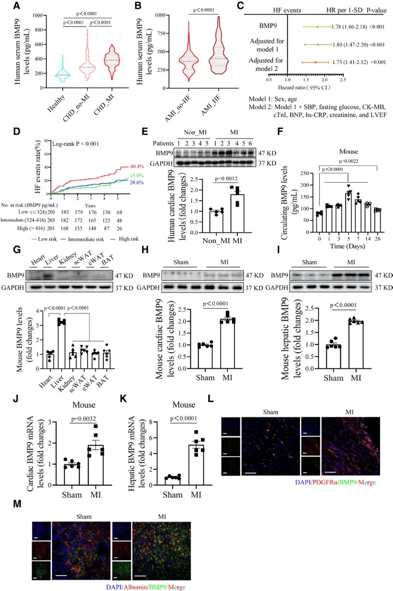 Circulation | 广东医科大学林灼锋团队蛋白组揭示BMP9心肌梗死保护机制 - 知乎